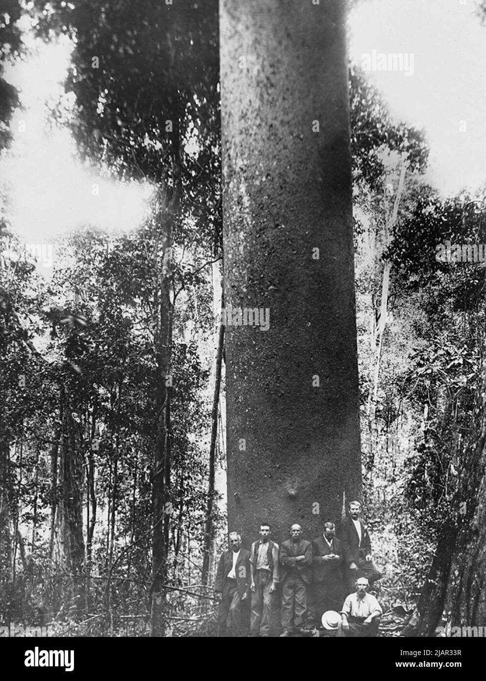 1920s loggers hi-res stock photography and images - Alamy