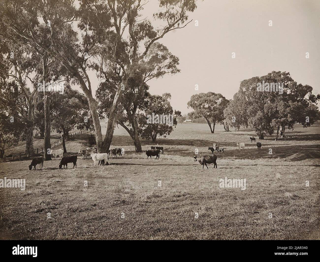 1920s australia cattle grazing hi-res stock photography and images - Alamy
