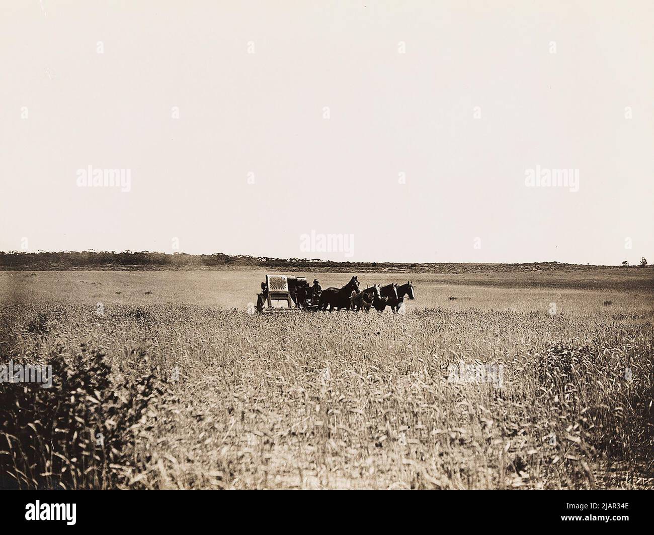Farmer in his field behind a horse drawn implement (Australia) ca. 1921 ...