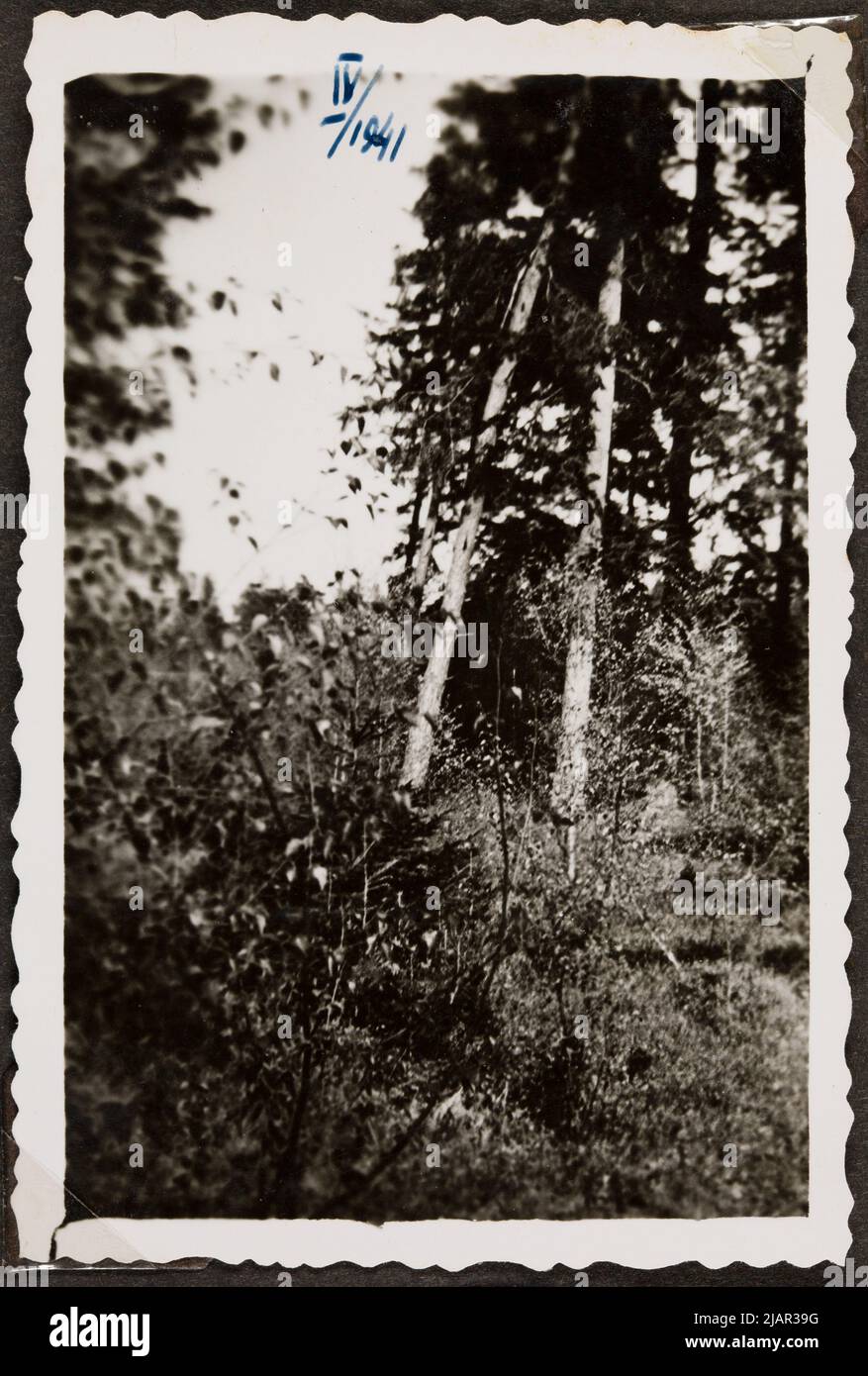 Landscape with a forest clearing from outside the thickets visible tall ...