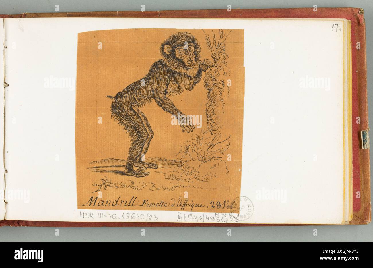 Female Mandrill of Africa (Małpa Mandryl), W: Draw at the pen by Huet ...