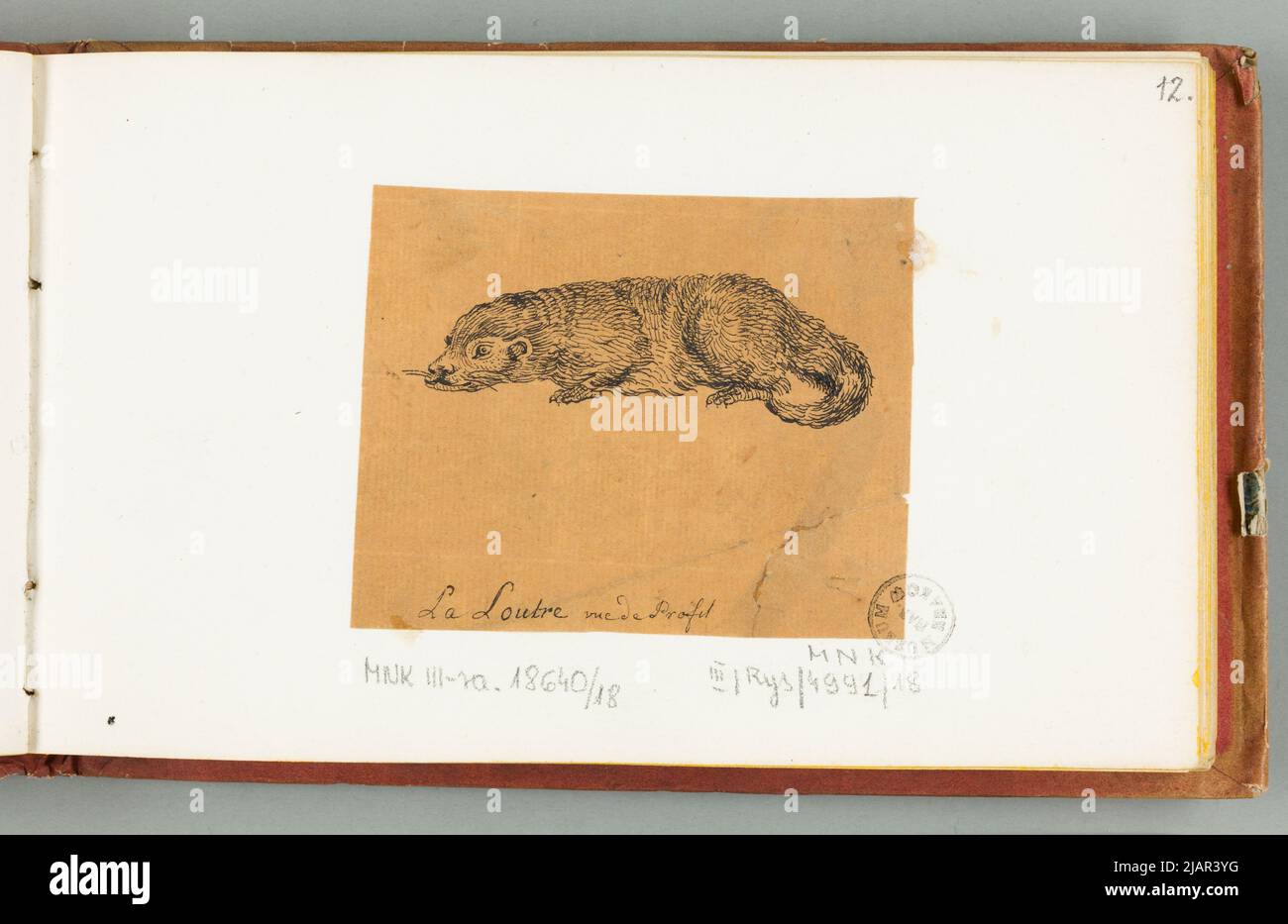 La otre (Wydra), W: Draw at the pen by Huet fils. Designer of the ...