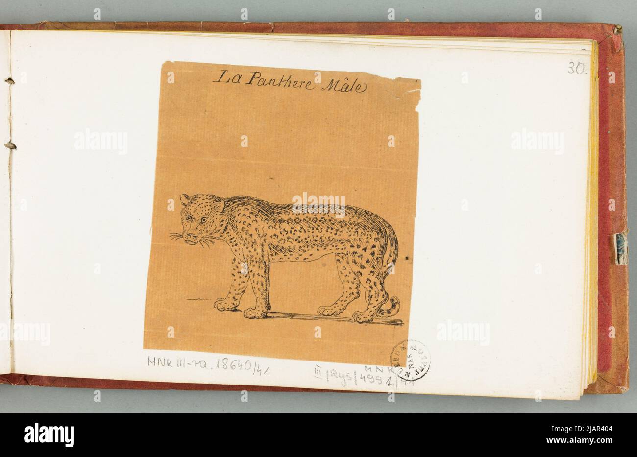 Panthere drawing hi-res stock photography and images - Alamy