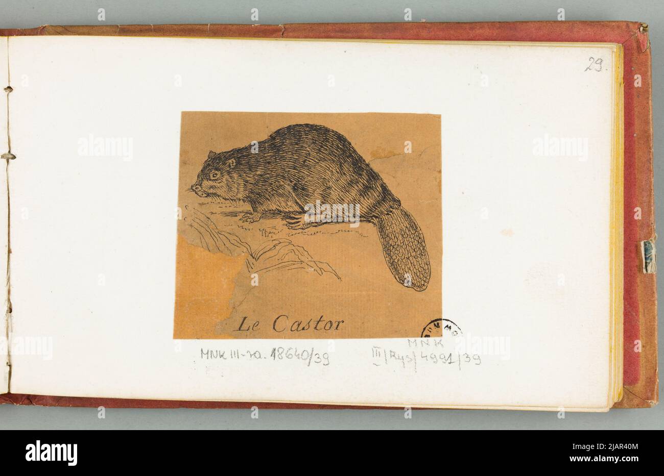The beaver (Bóbr), W: Draw at the pen by Huet fils. Designer of the ...