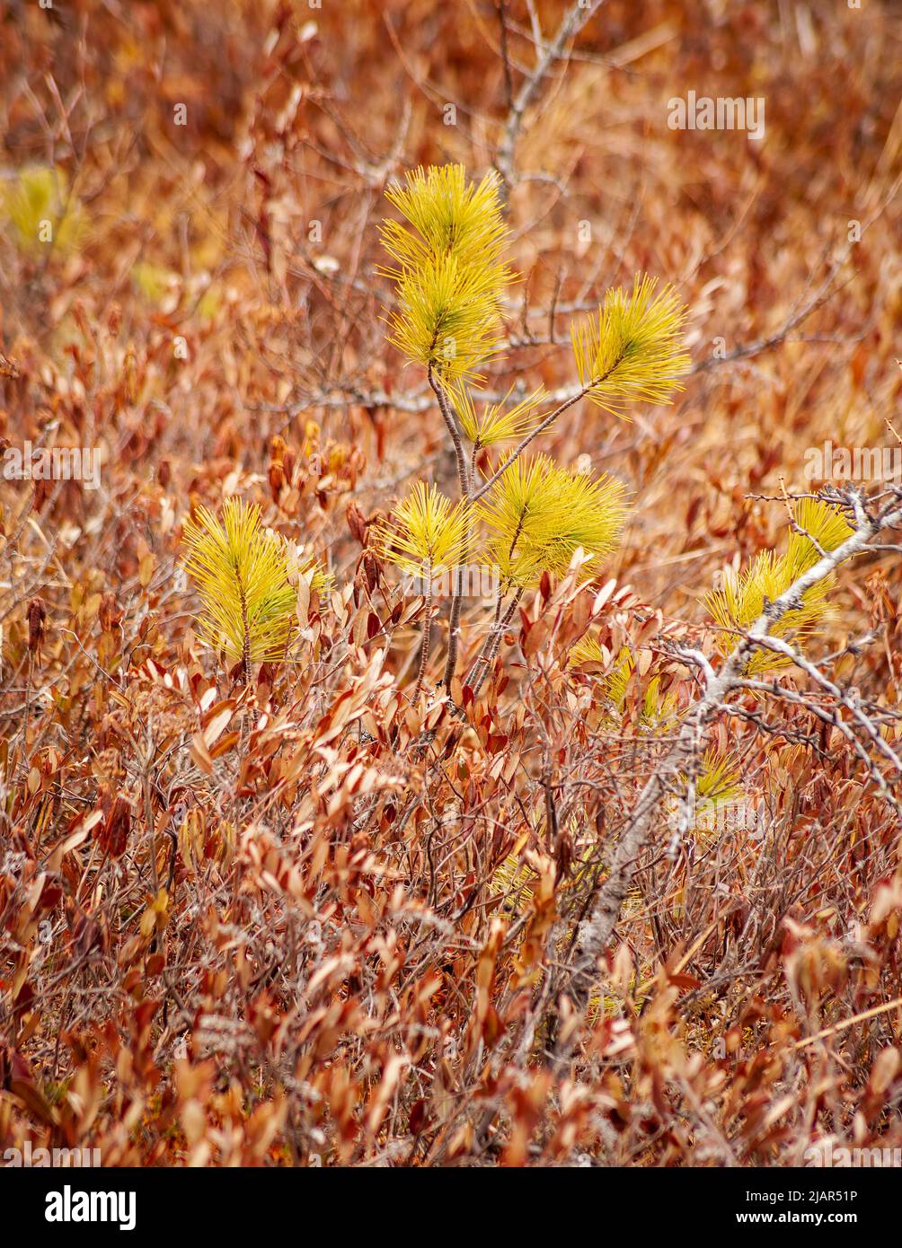 Paul smiths college vic hi-res stock photography and images - Alamy