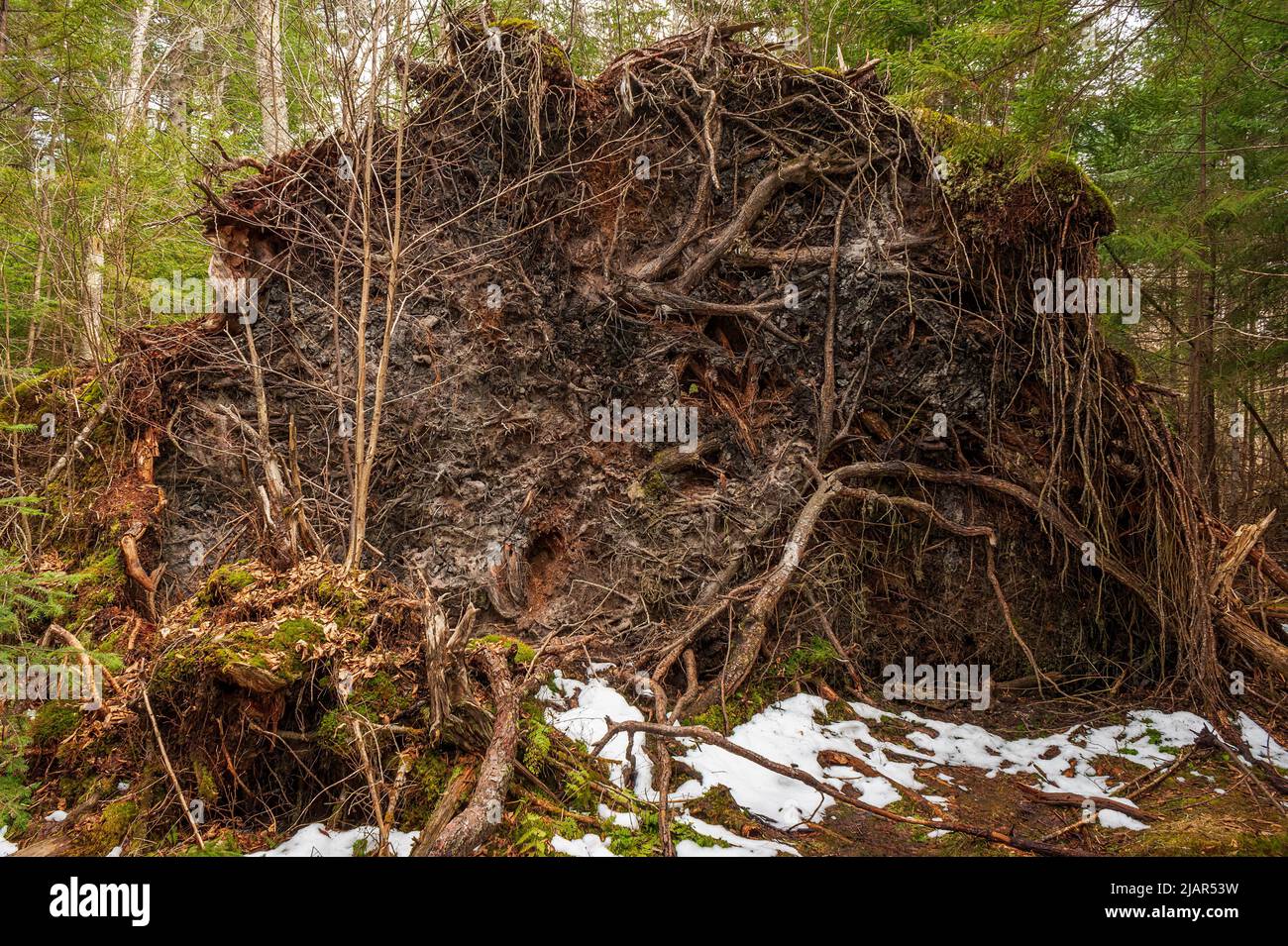 Windthrow. A vertical tip-up mound: the root plate of a fallen tree ...