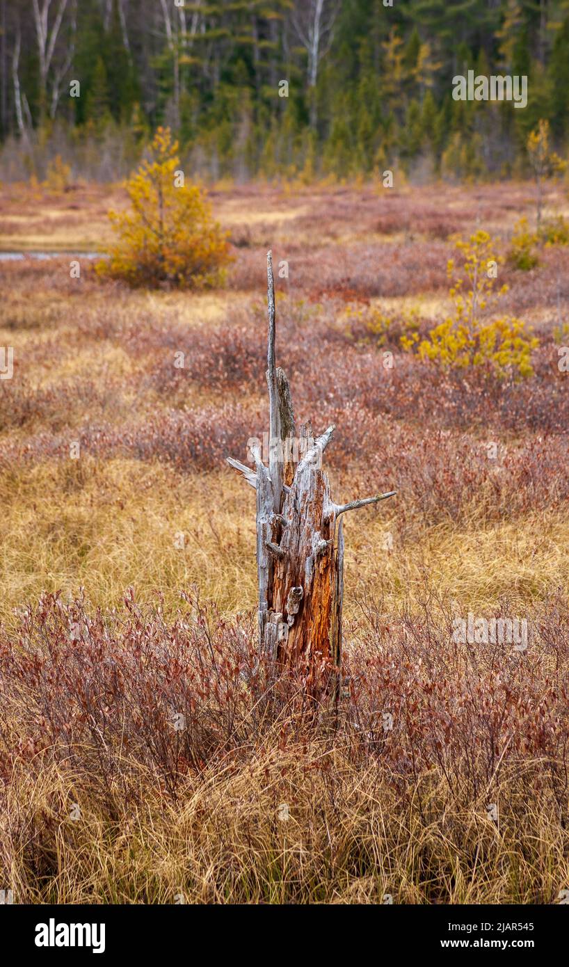 Paul smiths college vic hi-res stock photography and images - Alamy