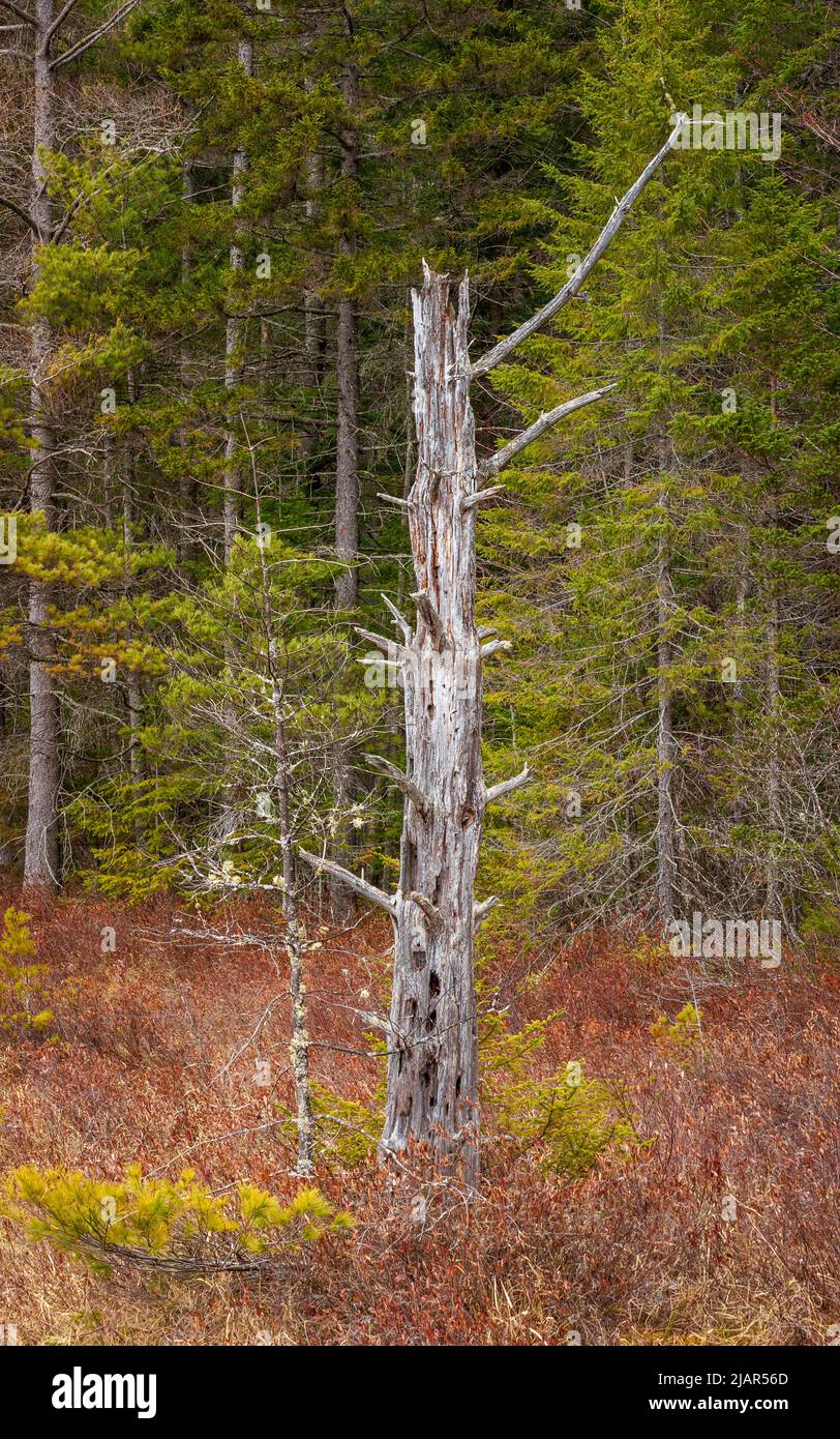 Paul smiths college vic hi-res stock photography and images - Alamy