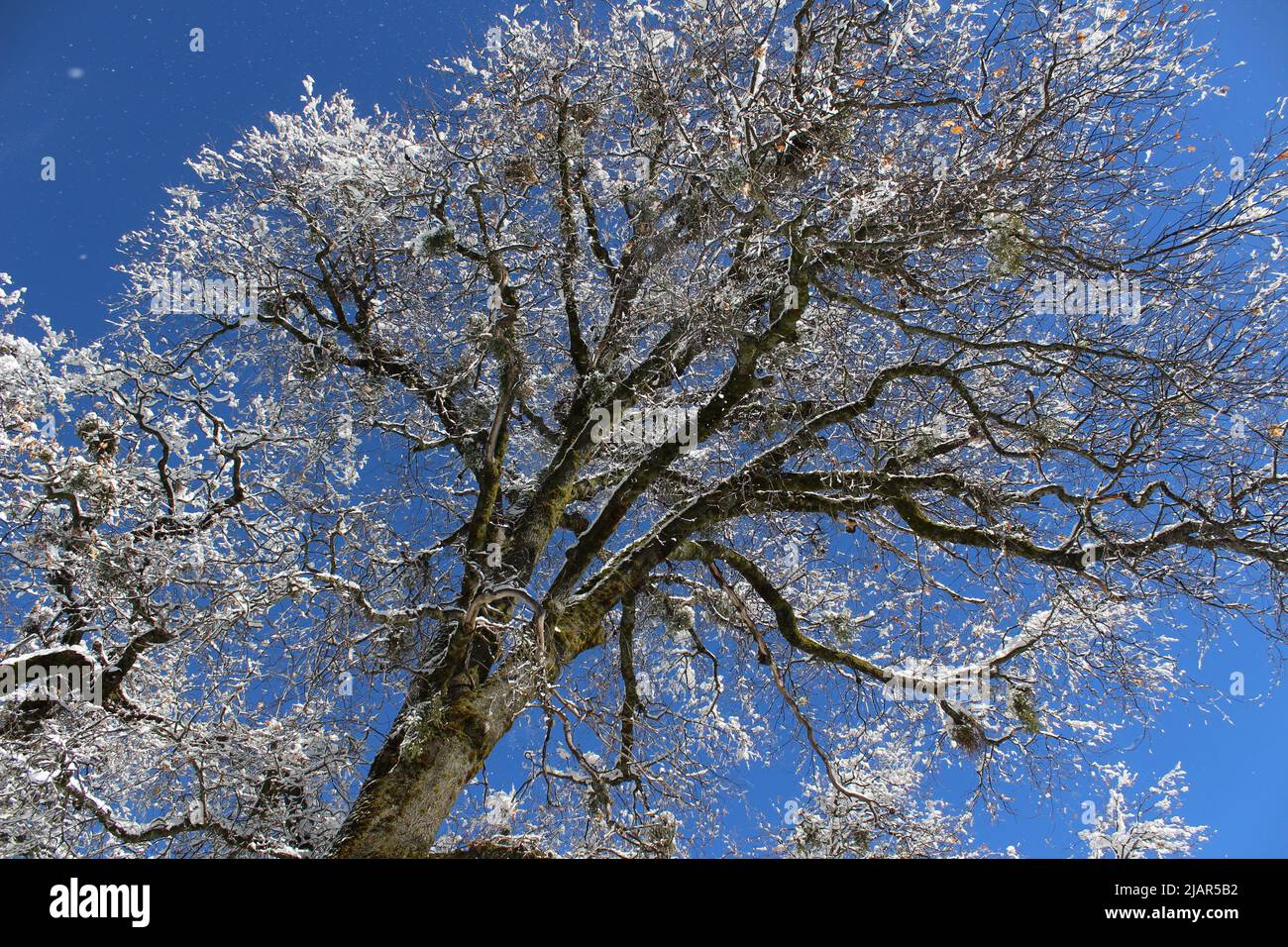 Frozentreewallpaper hi-res stock photography and images - Alamy