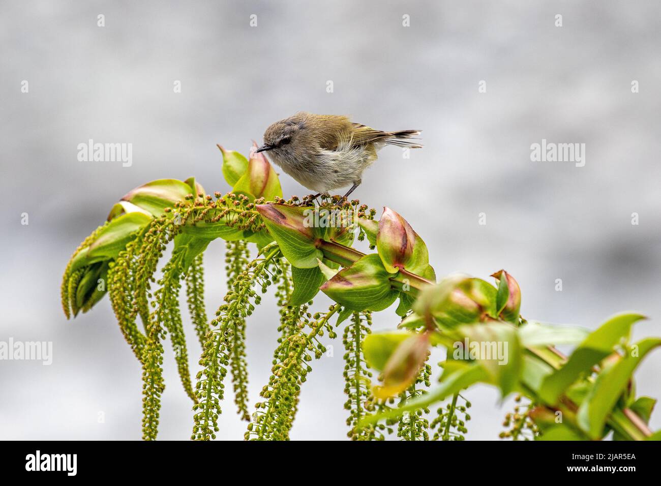 New zealand gerygone hi-res stock photography and images - Alamy