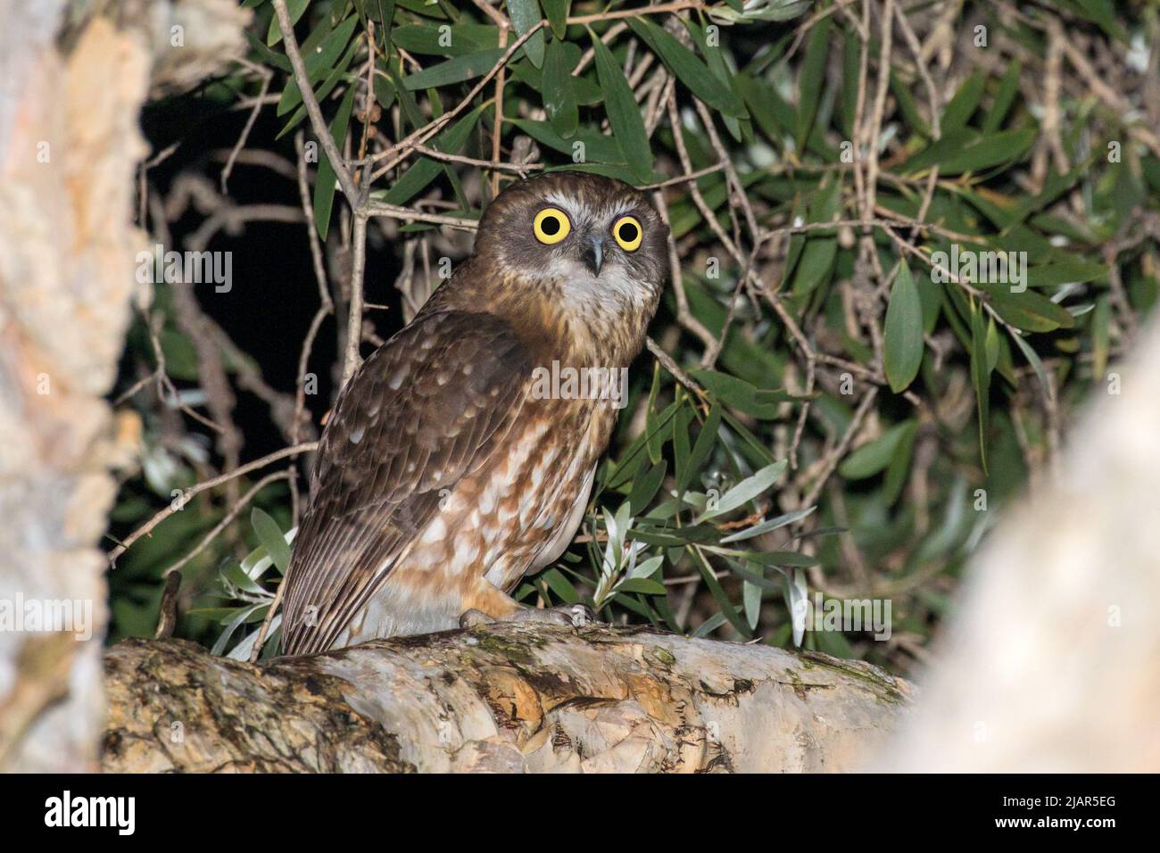 Australian Boobook Owl (Ninox boobook Stock Photo - Alamy