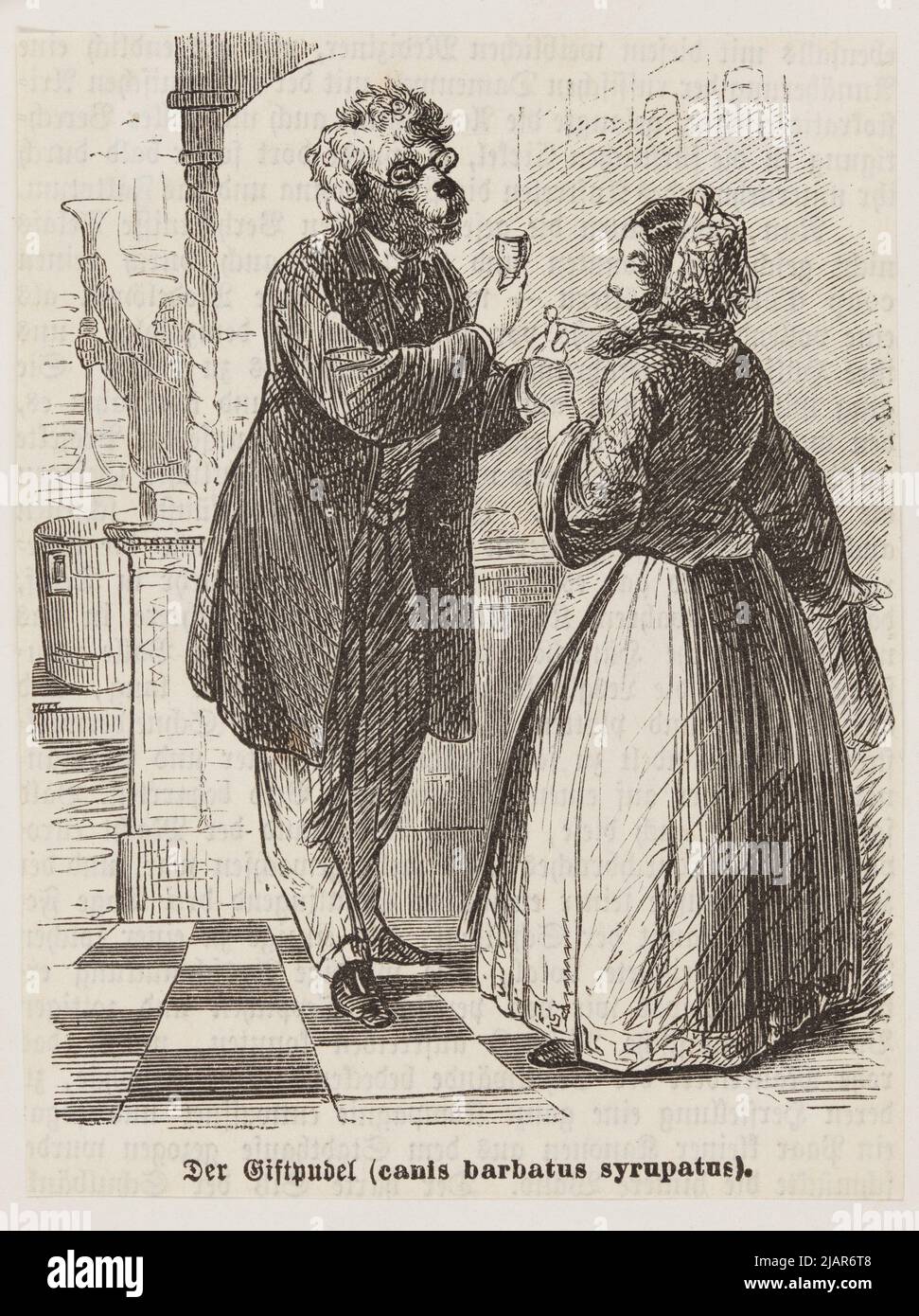 Der Giftpudel (Canis Babatus Syrudatus) a clip from a German magazine ...