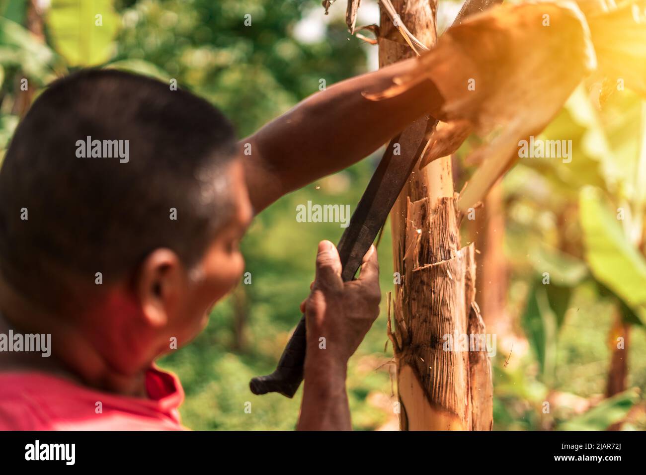 Latin farmer cutting a banana stump with a machete on a farm in ...
