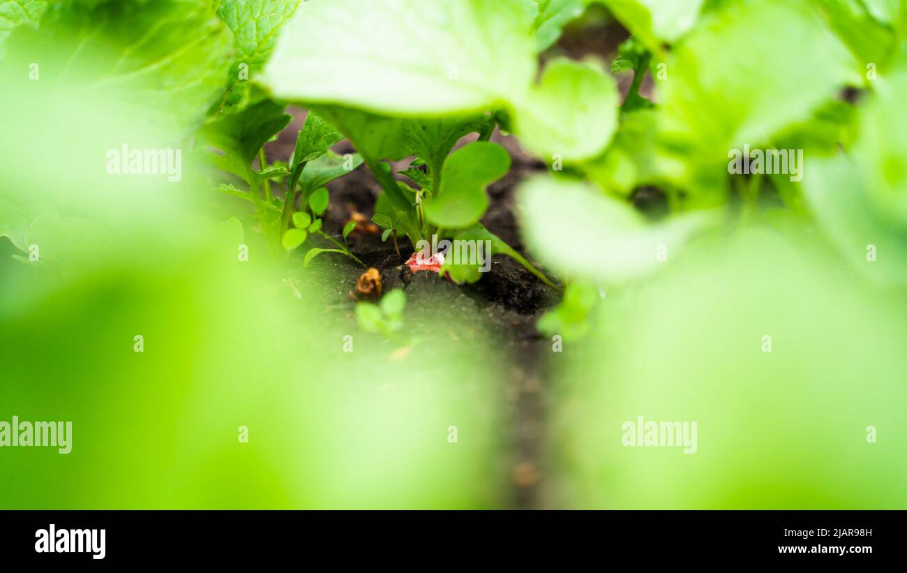 Red radish root crop in the soil in the vegetable garden Stock Photo ...