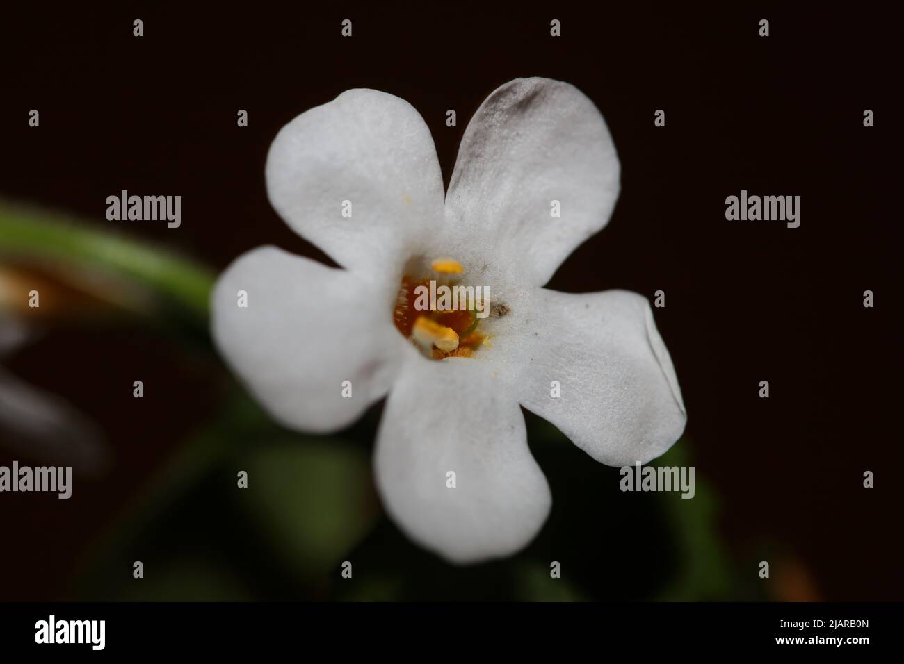 Sutera grandiflora hi-res stock photography and images - Alamy