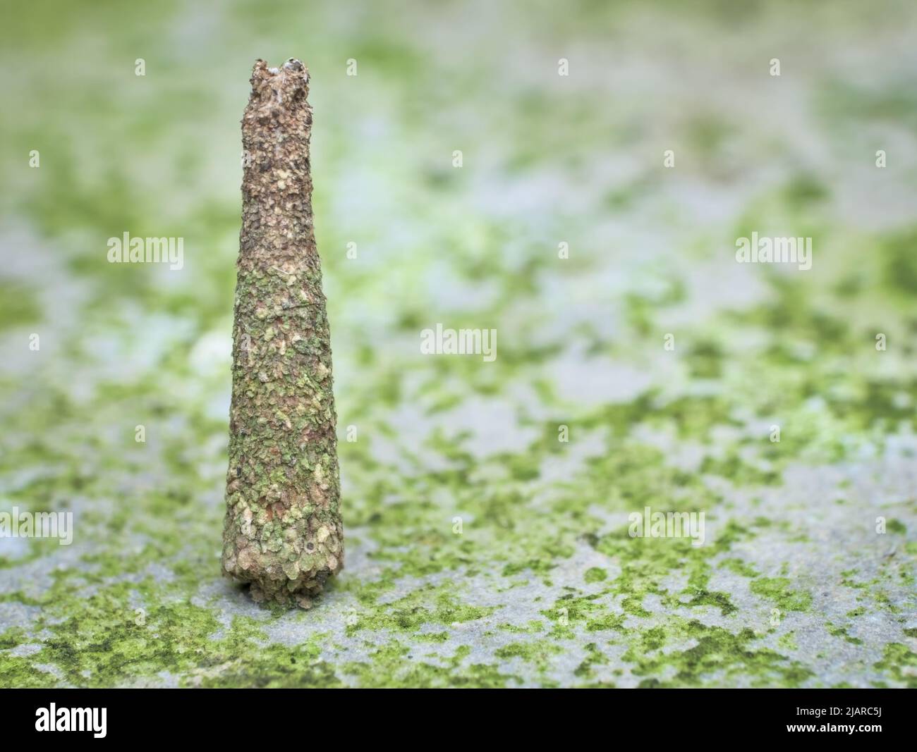 Cocoon on bark hi-res stock photography and images - Alamy