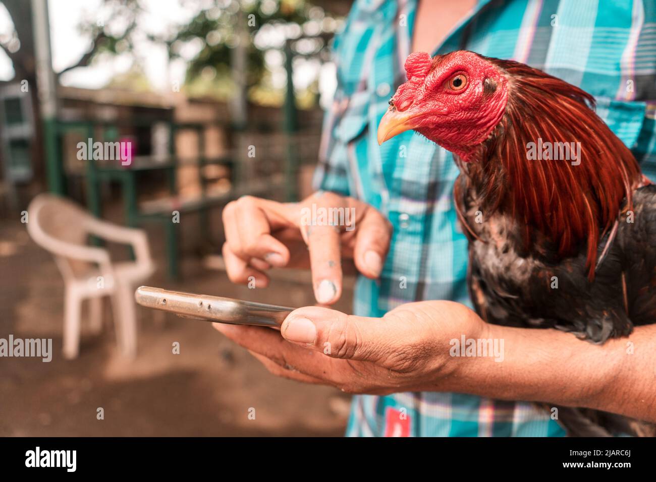 Fighting rooster breeder holding an animal on his arm as he checks his ...