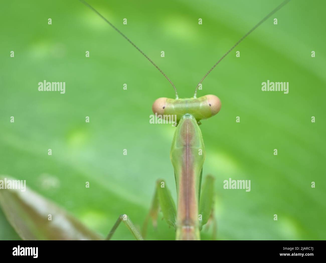 close up eye of young giant asian mantis Stock Photo - Alamy