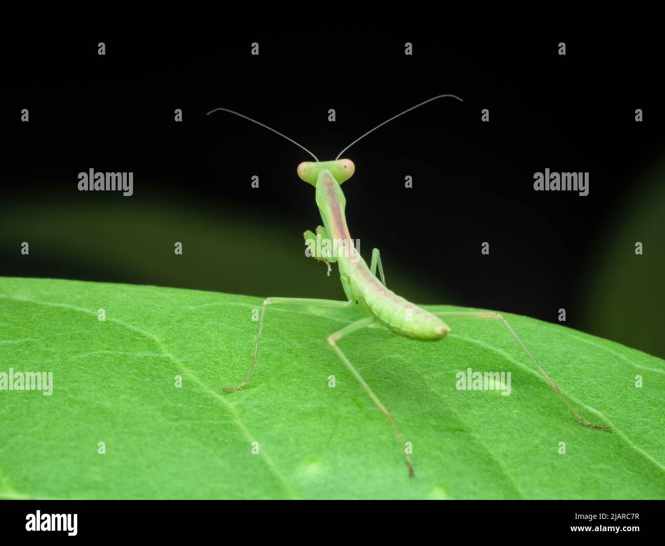 Giant asian praying mantis hi-res stock photography and images - Alamy