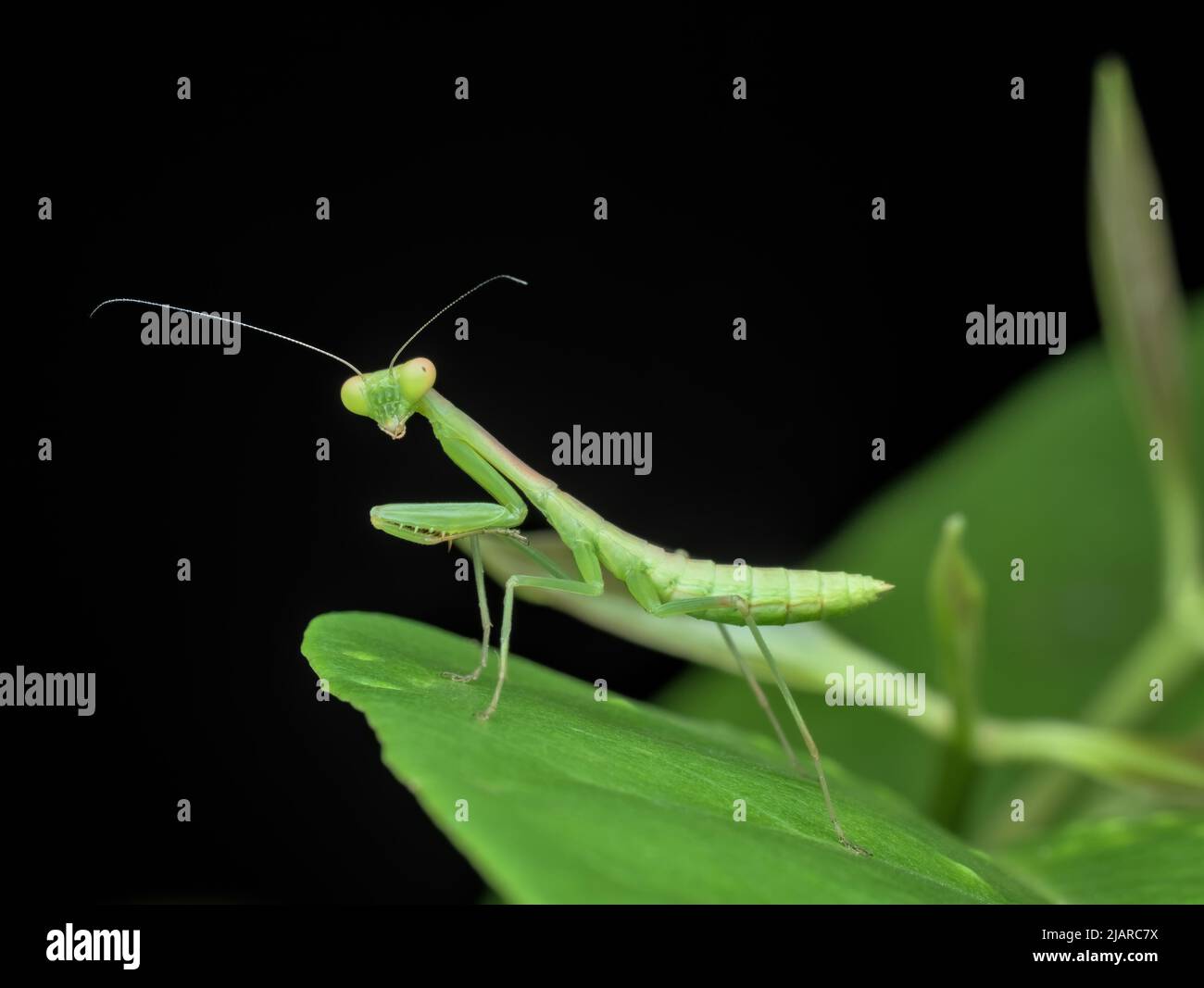 Giant asian mantis hierodula patellifera hi-res stock photography and ...
