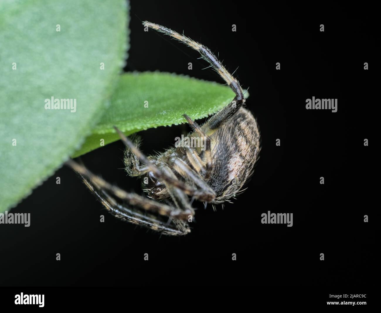 Spider under the leaf hi-res stock photography and images - Alamy