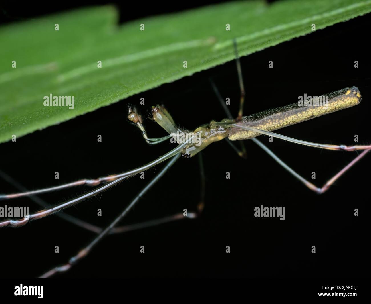 Spider under the leaf hi-res stock photography and images - Alamy