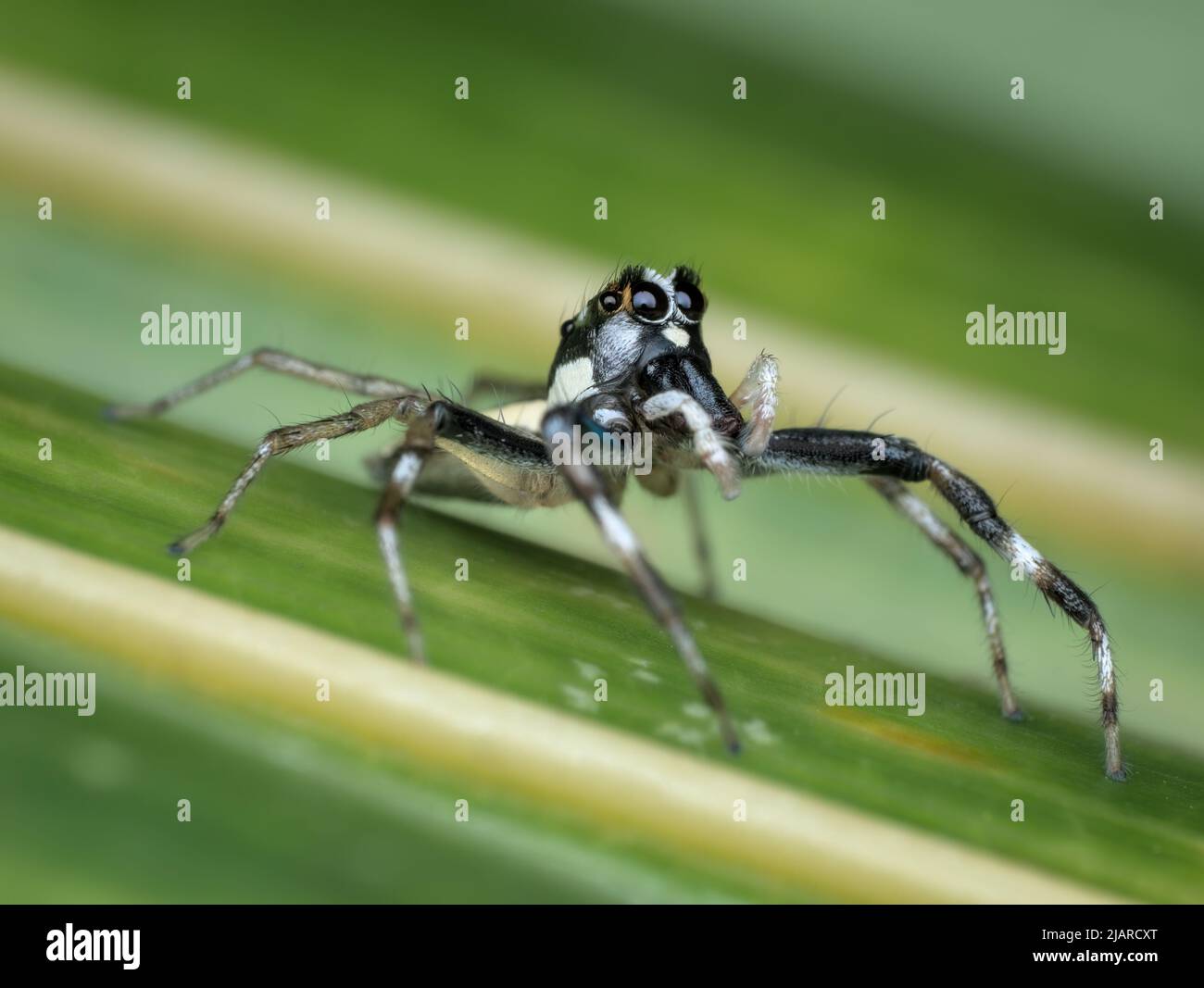 Jumping spider cosmophasis umbratica hi-res stock photography and ...