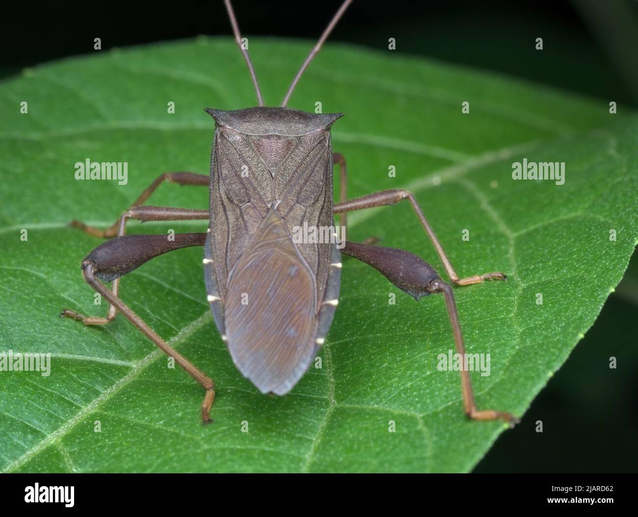 stink bug on the leaf seen from back side Stock Photo - Alamy