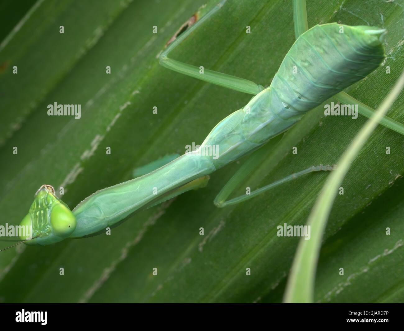 Asian giant mantis hi-res stock photography and images - Alamy