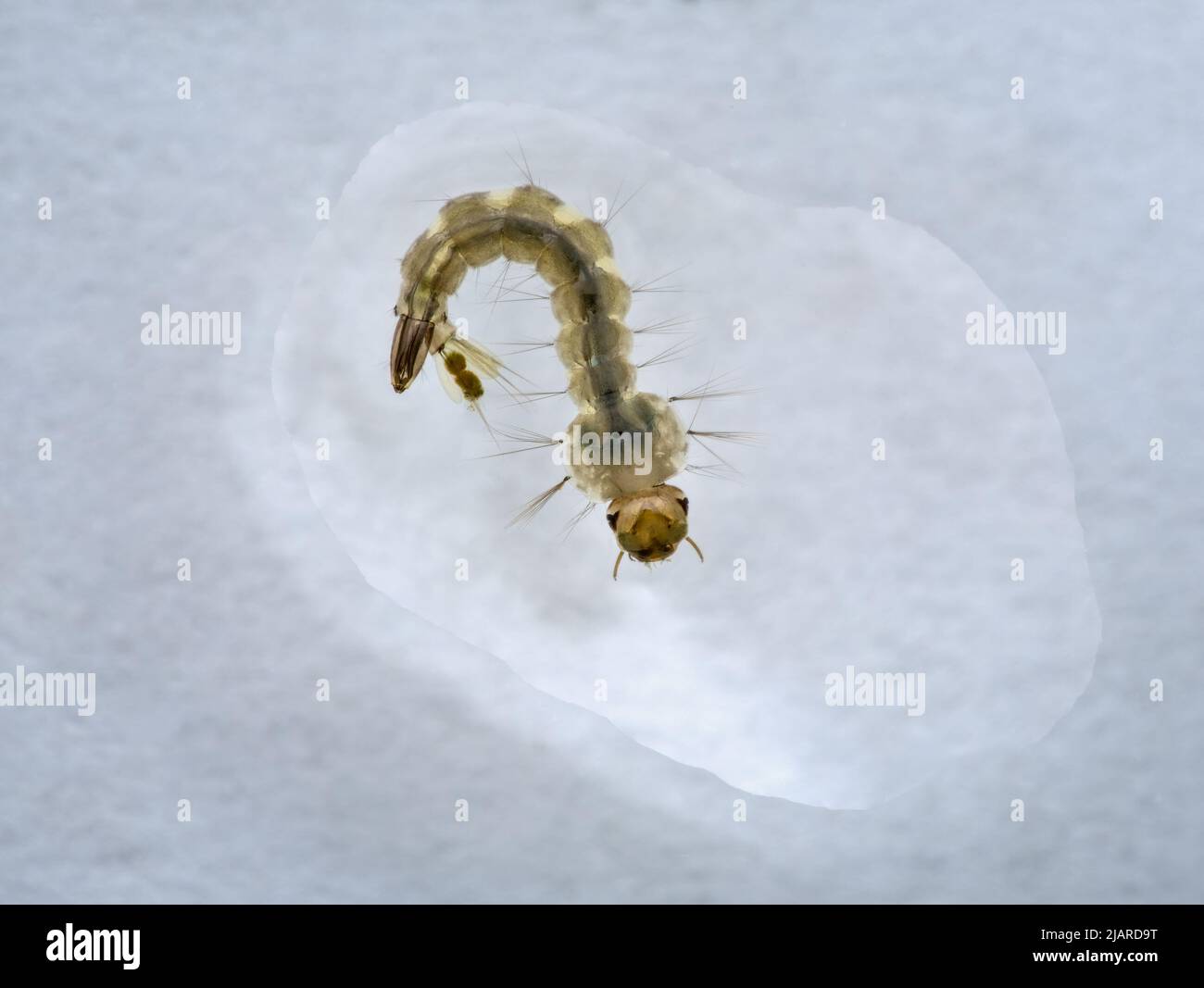 Dengue larva hi-res stock photography and images - Alamy