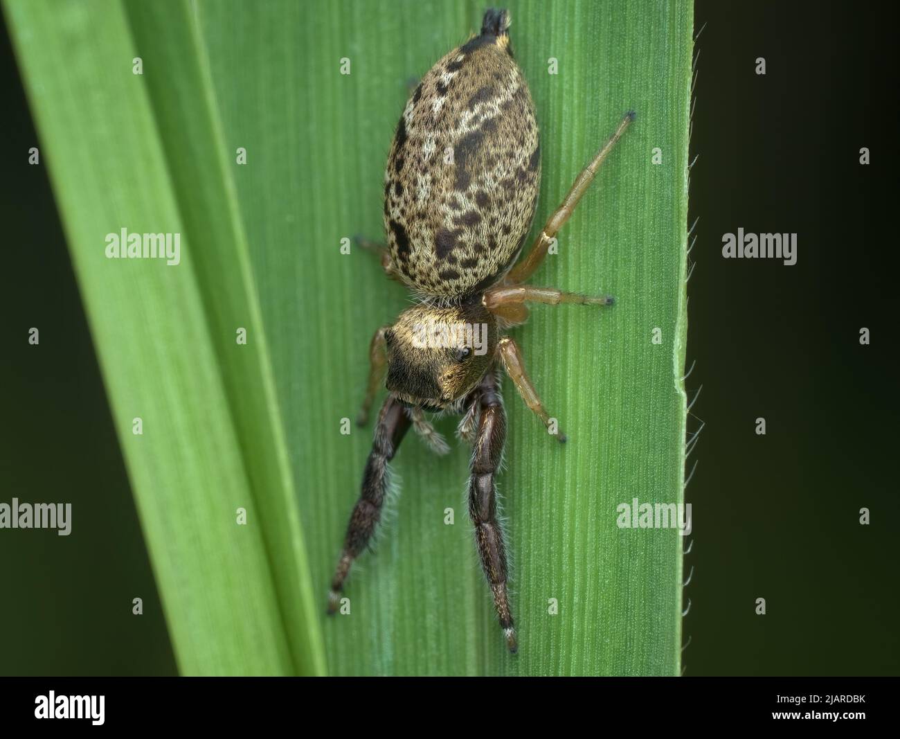 Spider like body hi-res stock photography and images - Alamy