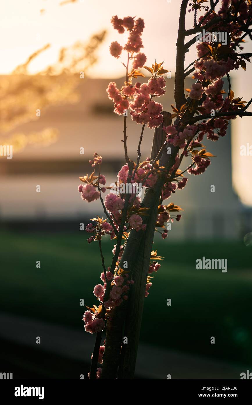 Sunset cherry blossoms hi-res stock photography and images - Alamy