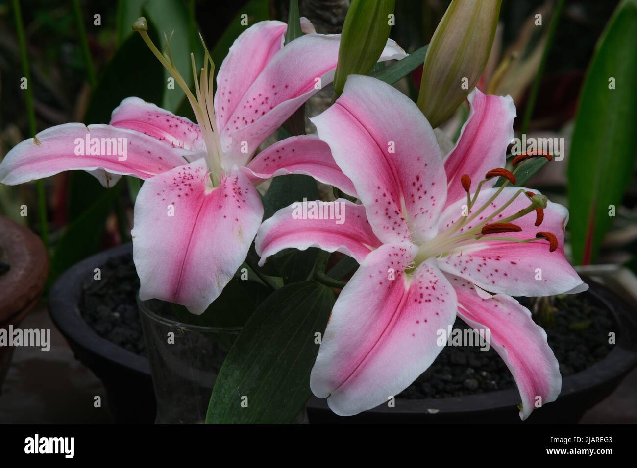 Flowers and bess in the garden Stock Photo - Alamy