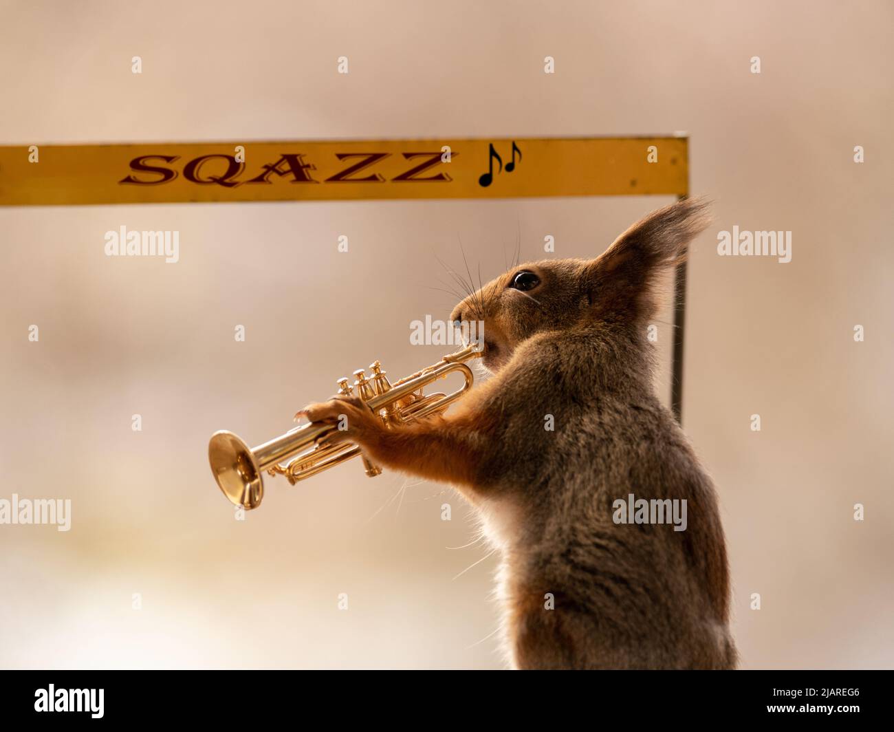 Red squirrel is holding an trumpet hi-res stock photography and images ...