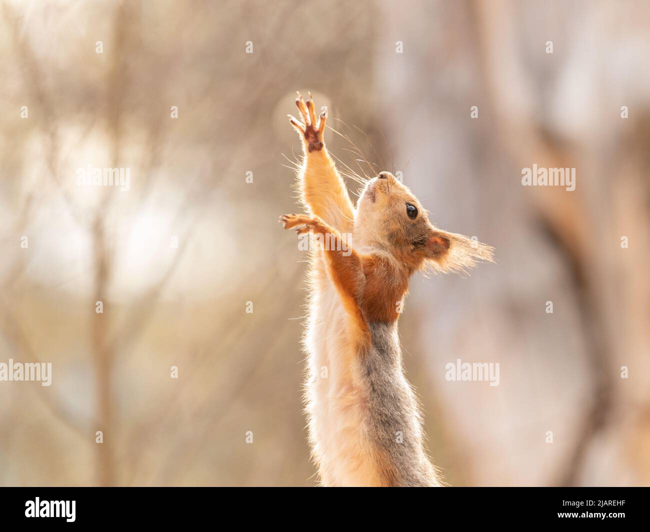 Squirrel candid hi-res stock photography and images - Alamy