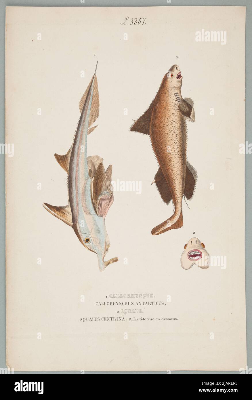 1.Callorhynque callorhynchus. Antarticus. 2.Squal. Squalus Centrina. A ...