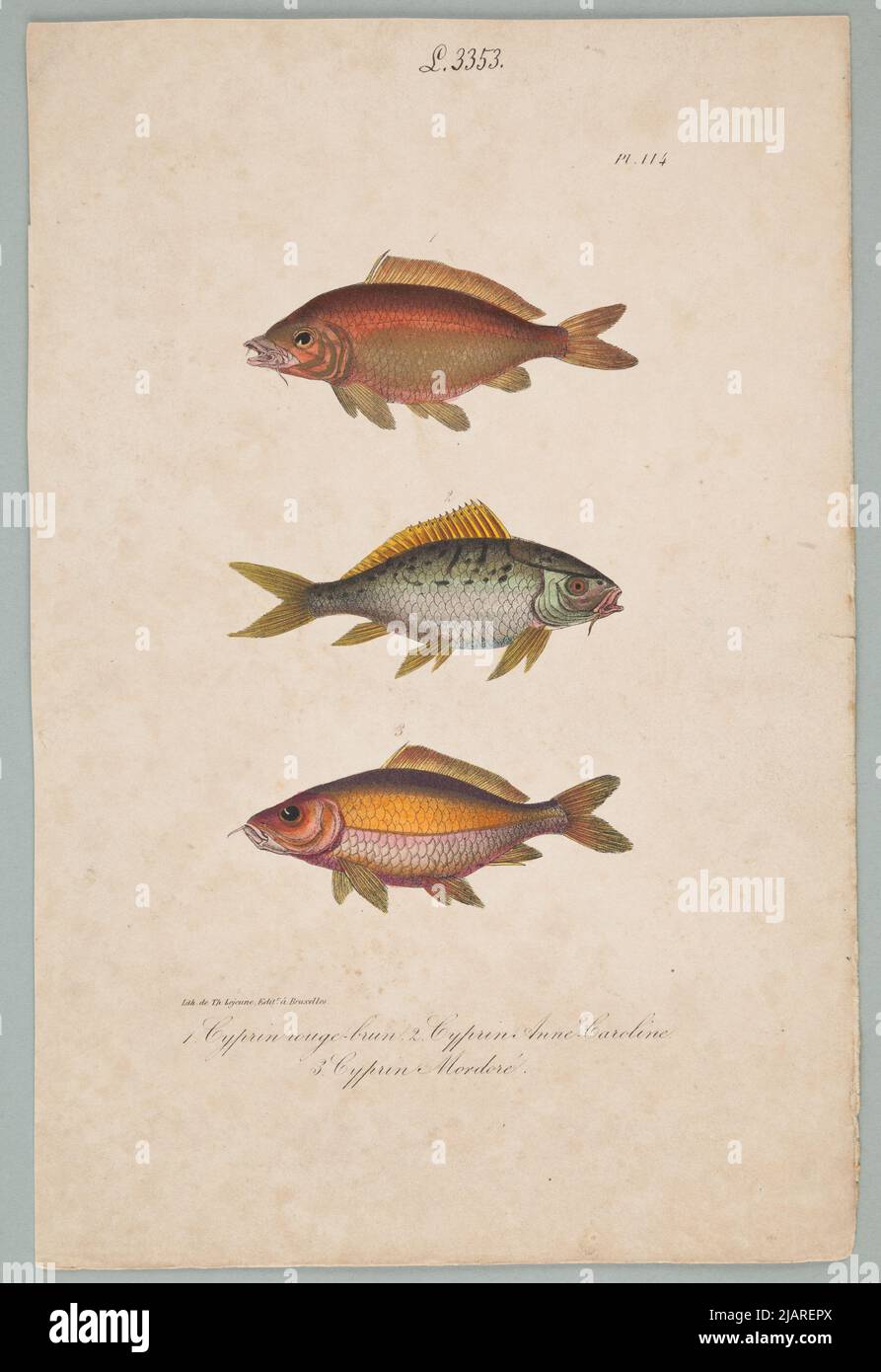 1. Cyprin Rouge Brun 2. Cyprin Anne Caroline 3. Cyprin Mordoré The ...