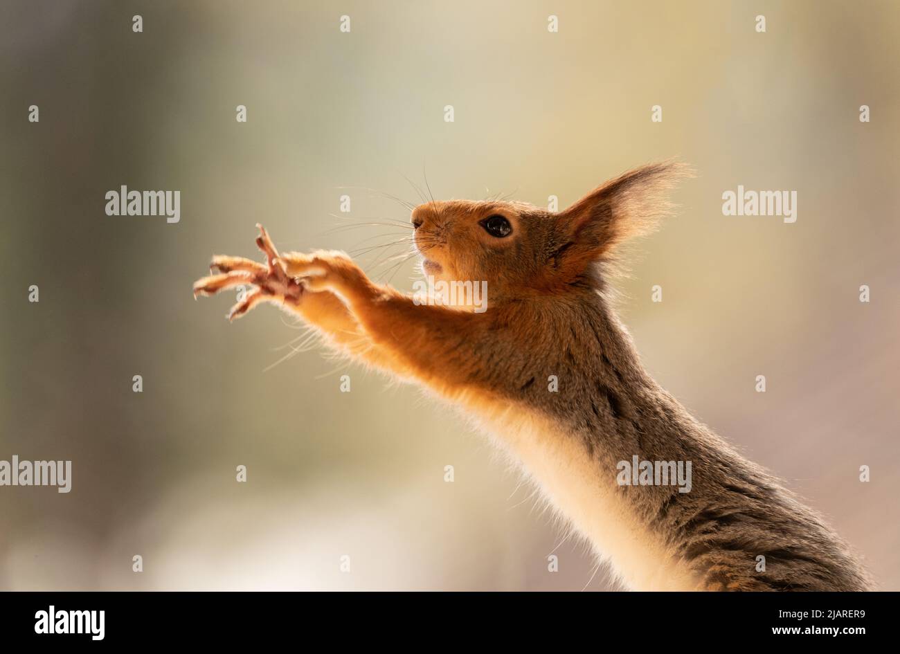 Squirrel candid hi-res stock photography and images - Alamy