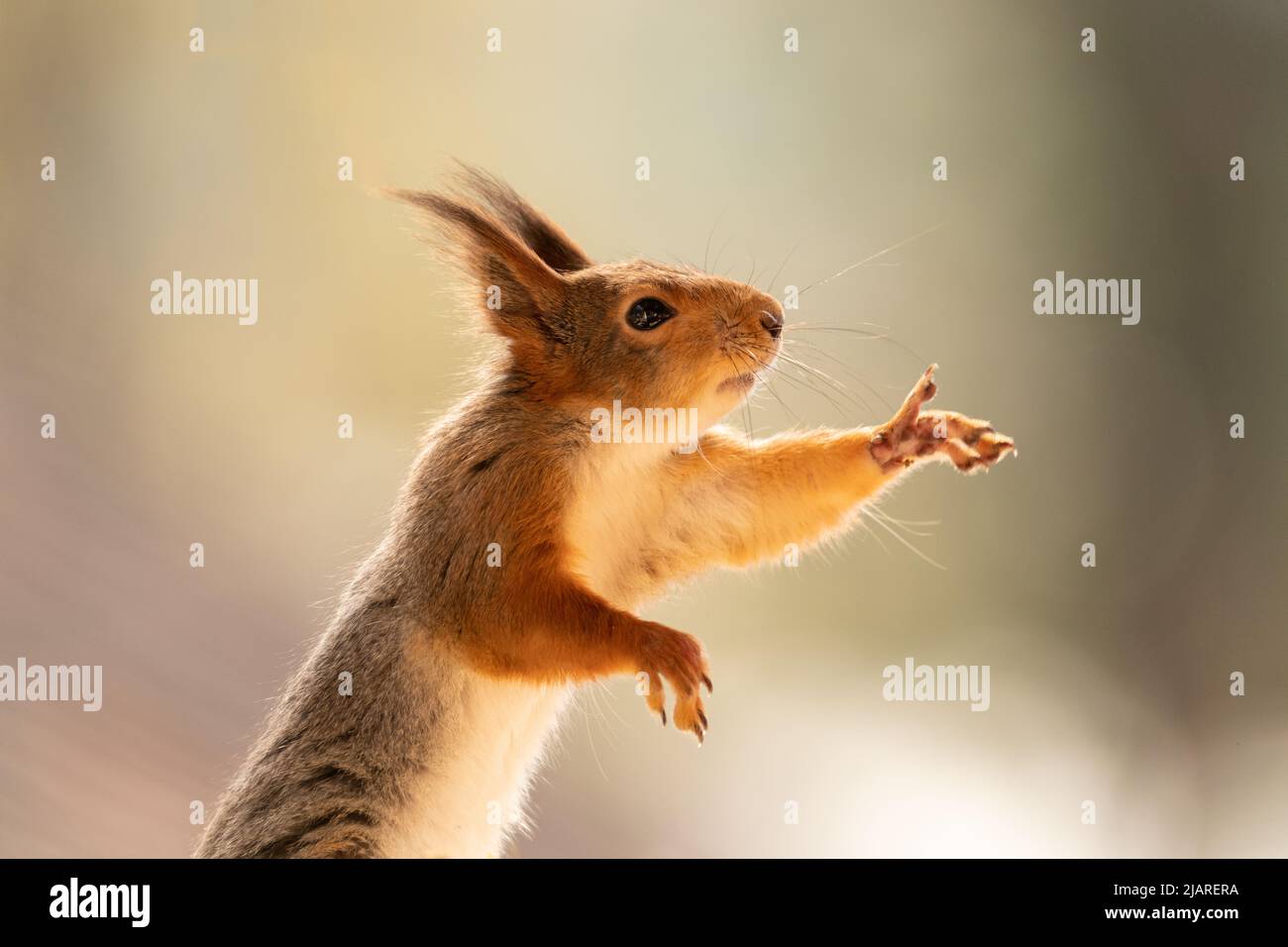 Squirrel candid hi-res stock photography and images - Alamy