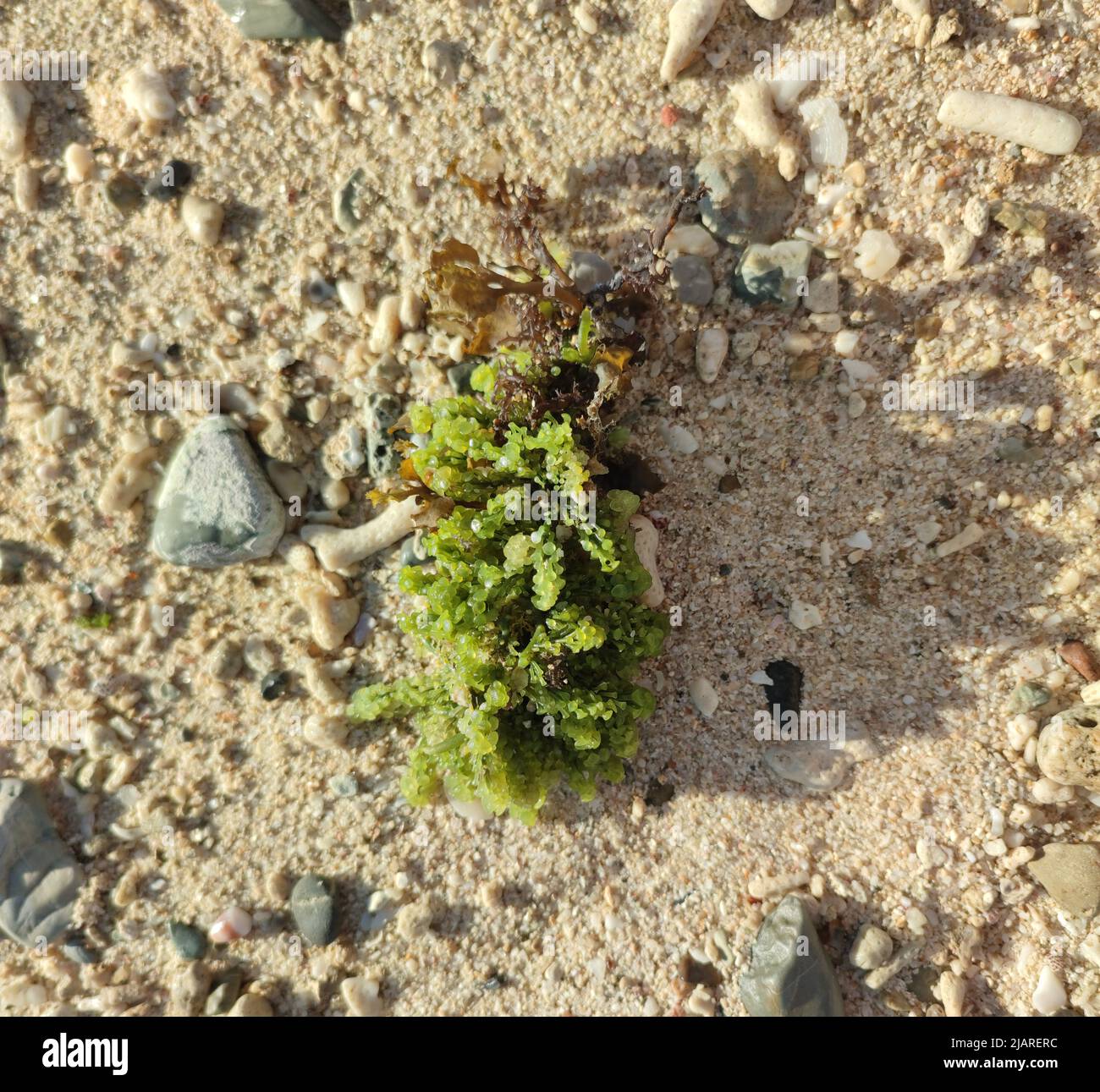 Seaweed underwater hi-res stock photography and images - Alamy