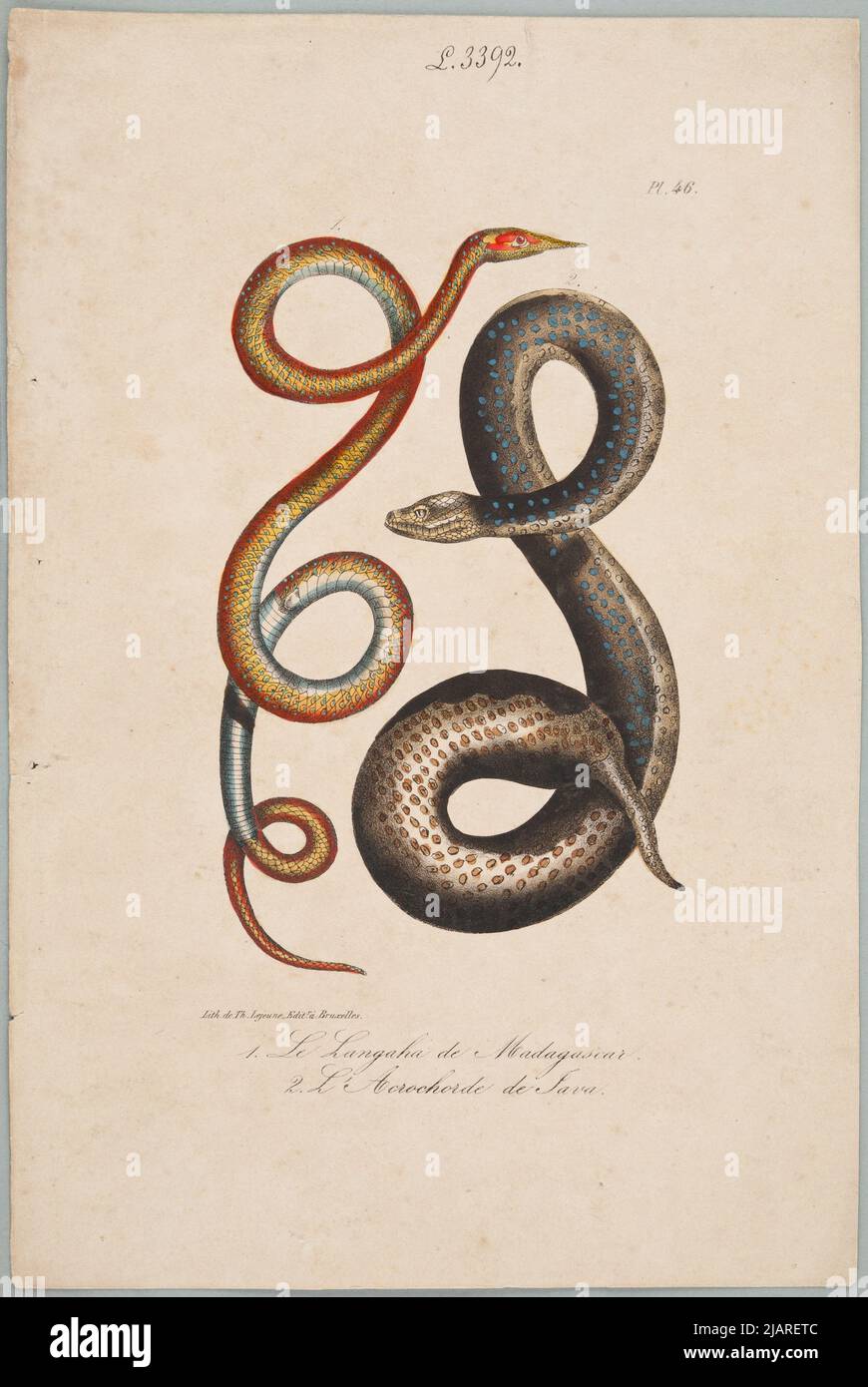 Snakes of java hi-res stock photography and images - Alamy