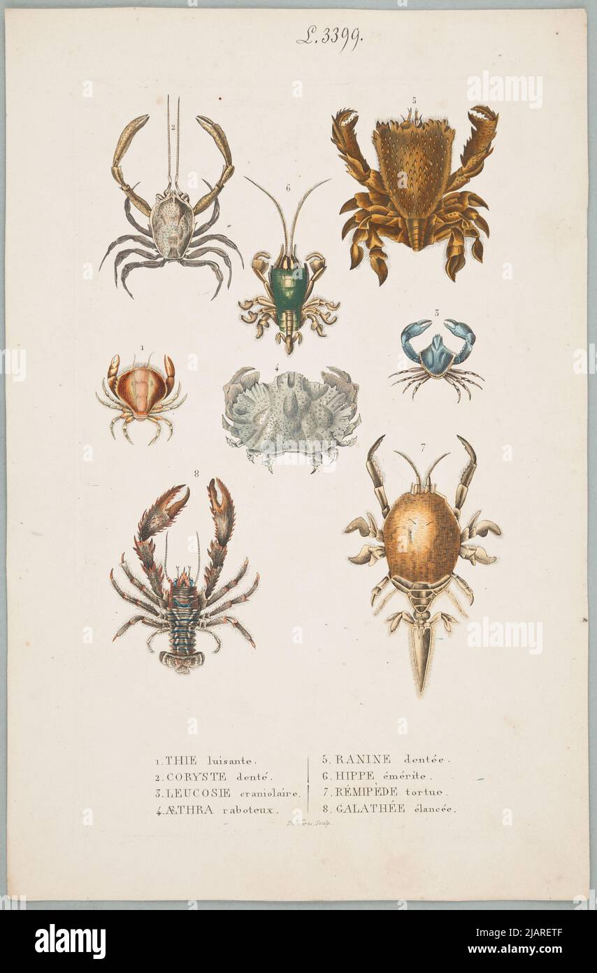 1. LAIRTHY WITH TO 2CORST. toothed. 3. Craniolar leukosia 4.Aethra ...