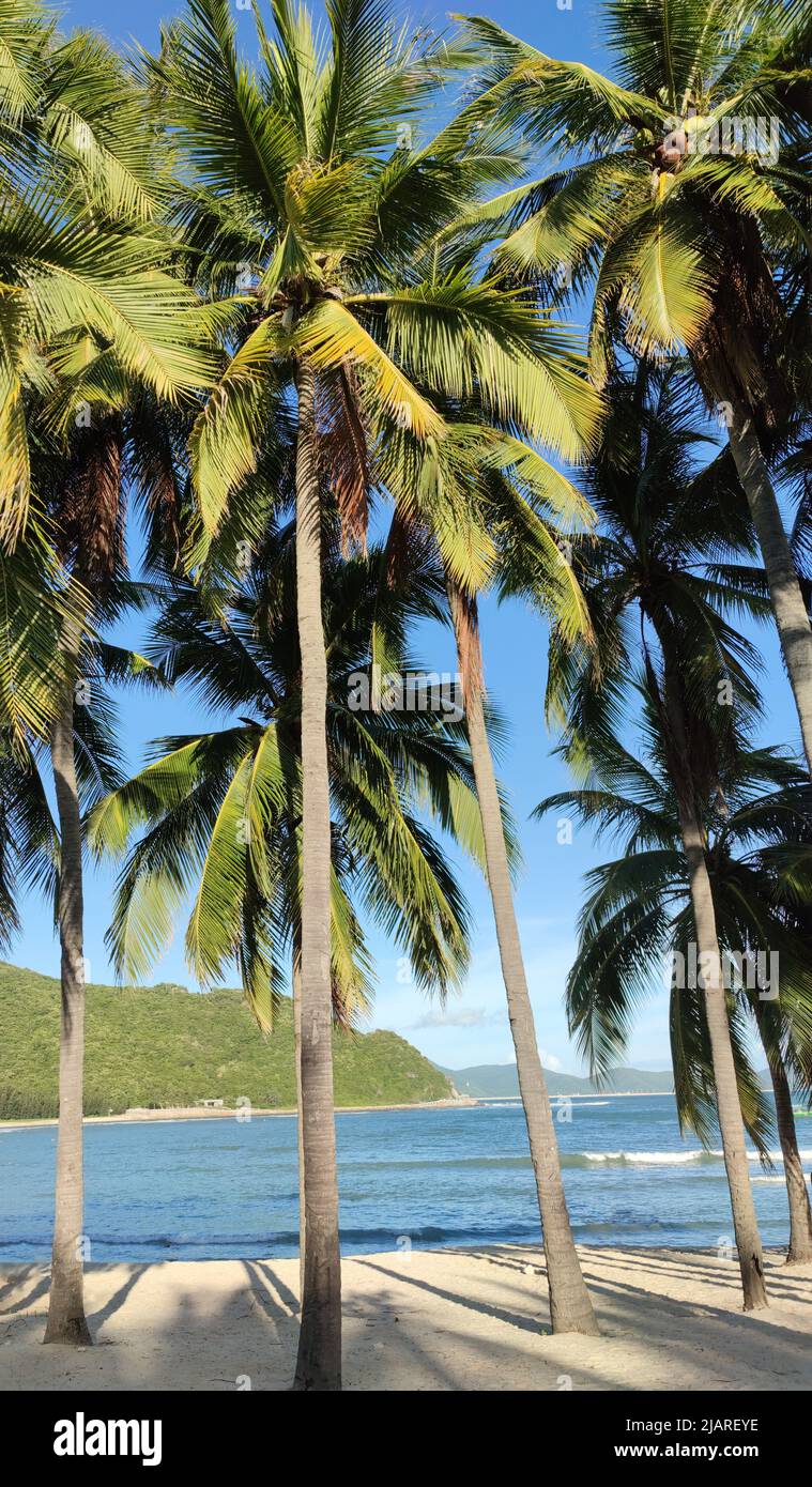 coconut tree on the sea shore in sunny afternoon Stock Photo - Alamy
