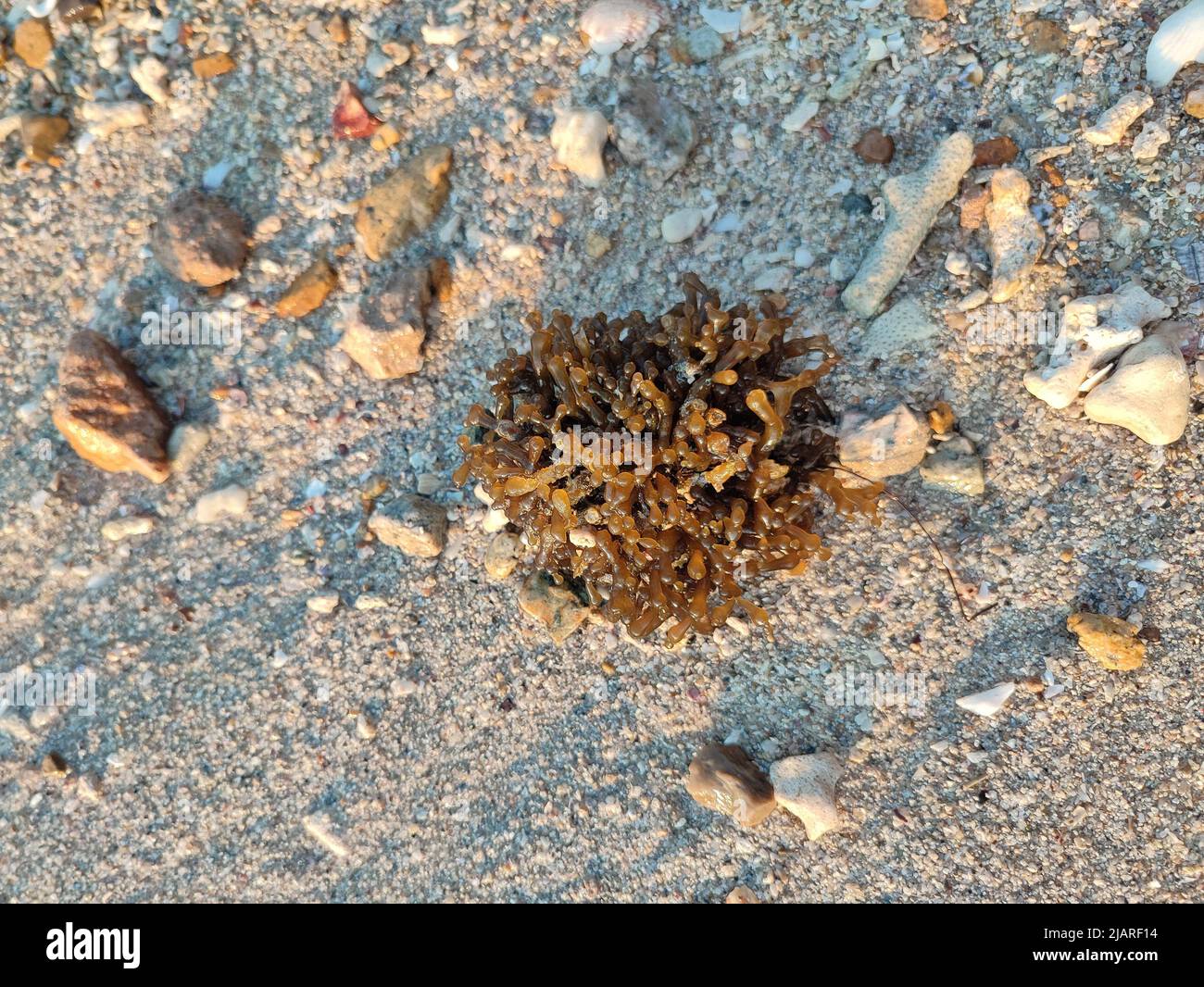 a cluster of brown seaweed on the sand beach in sunny afternoon Stock ...