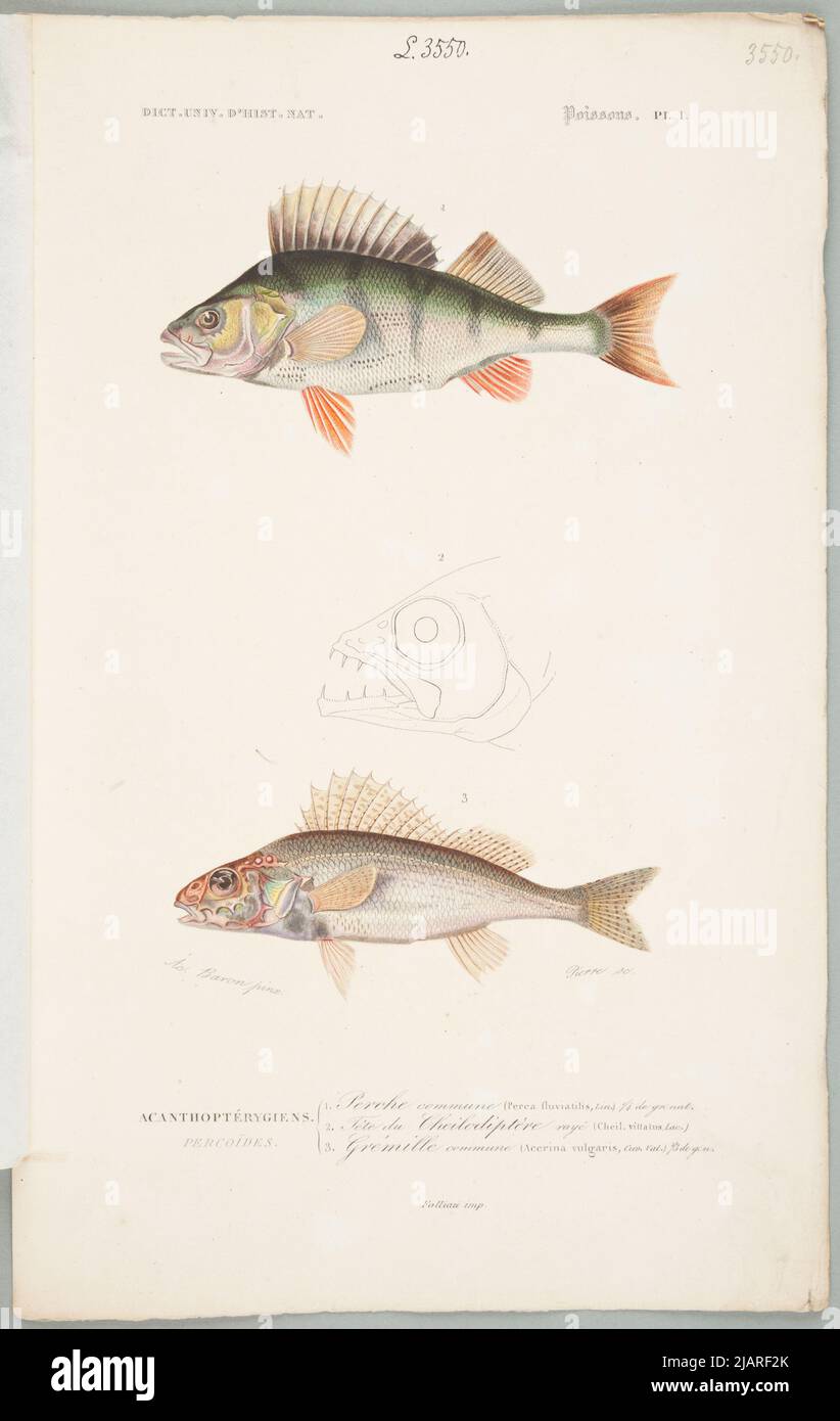 Fish mites hi-res stock photography and images - Alamy