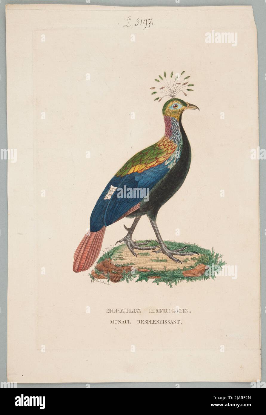 Monaulus hi-res stock photography and images - Alamy