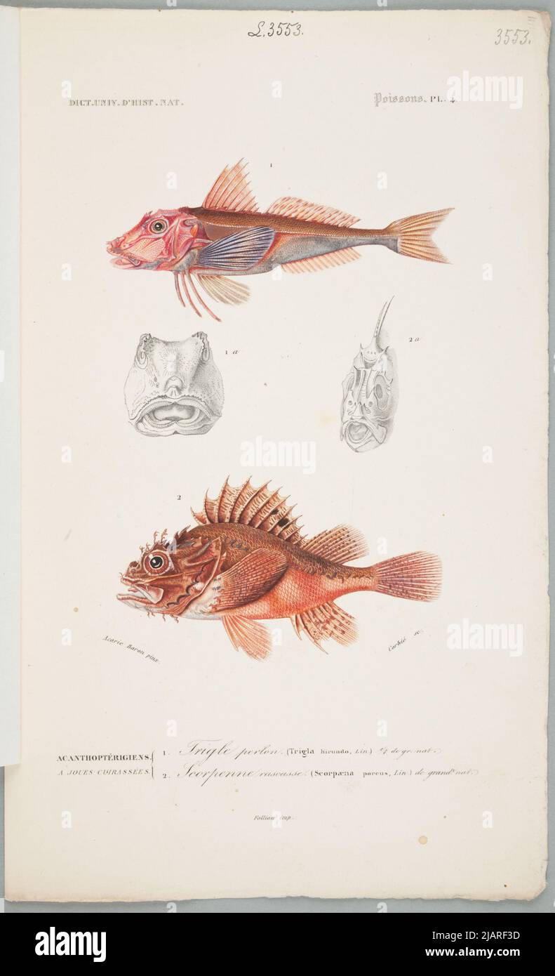 Poisson pl.4 Plansza comes from the Universal Dictionary of Natural ...