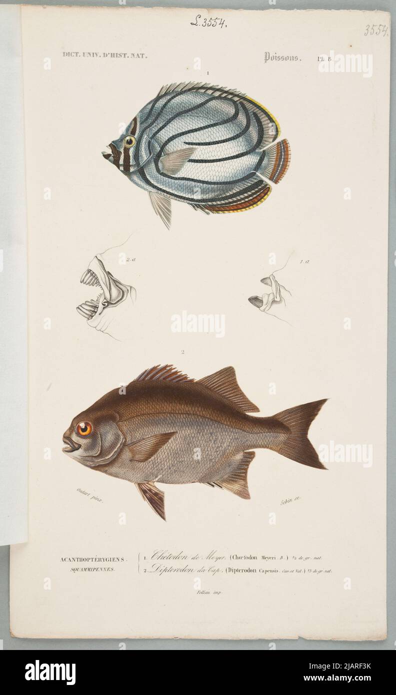 Fish pl.8 Plansza comes from the Universal Dictionary of Natural ...