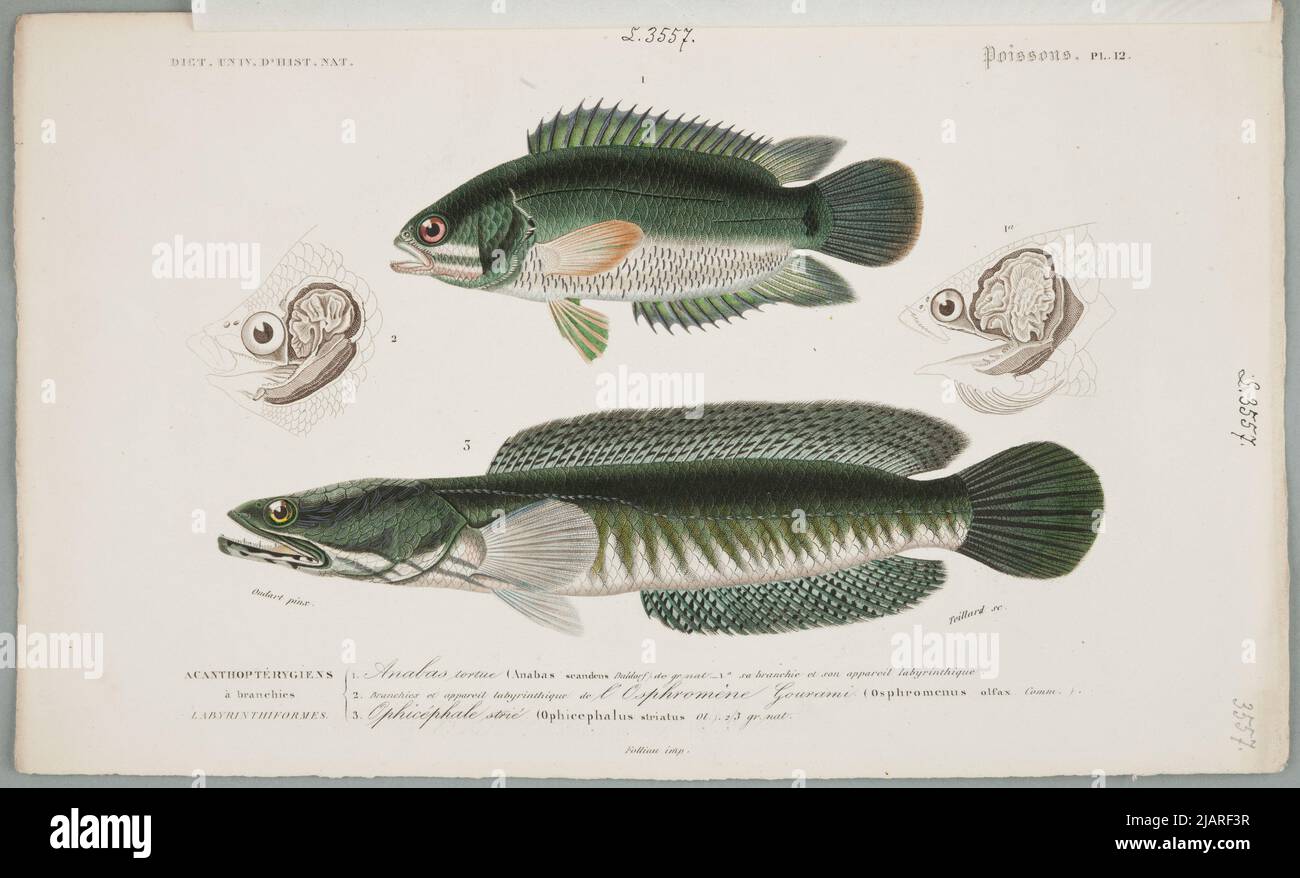 Poisson pl.12 Plansza comes from the Universal Dictionary of Natural ...