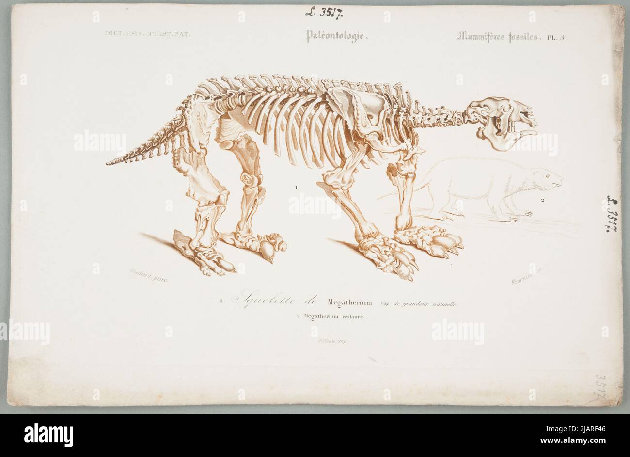 Fossil dictionary hi-res stock photography and images - Alamy